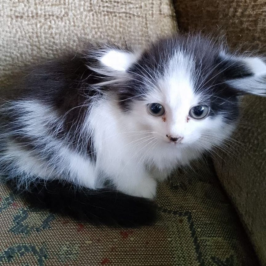 Котята в добрые руки бесплатно