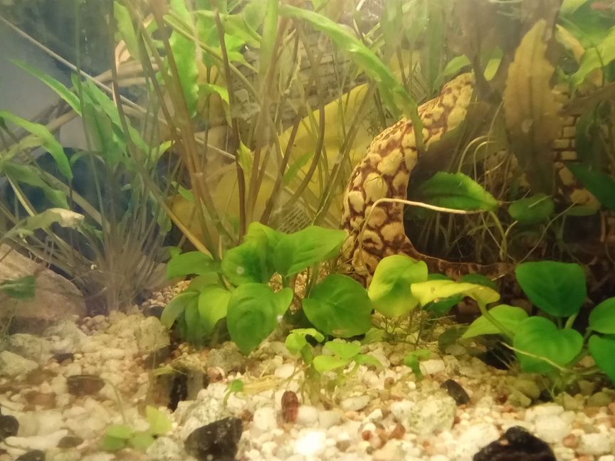 Аквариумные растения