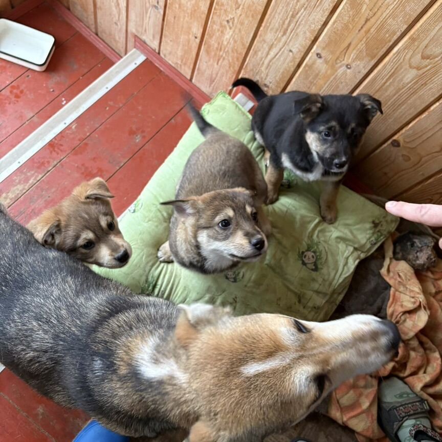 Щенки