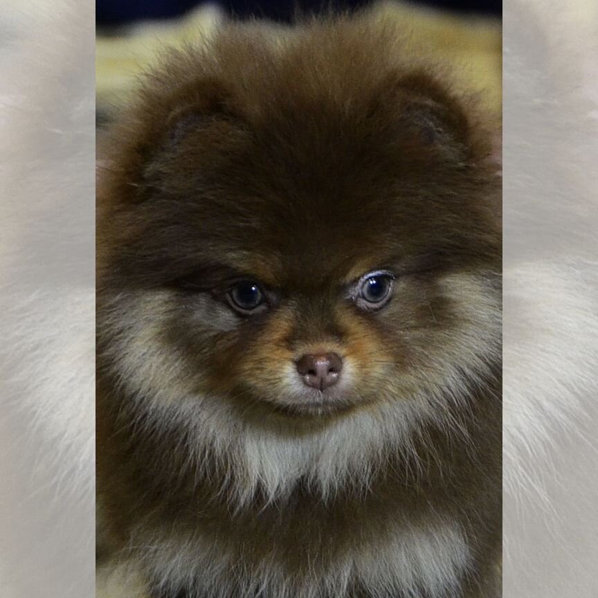 Шпиц мальчик шоколадный с подпалом