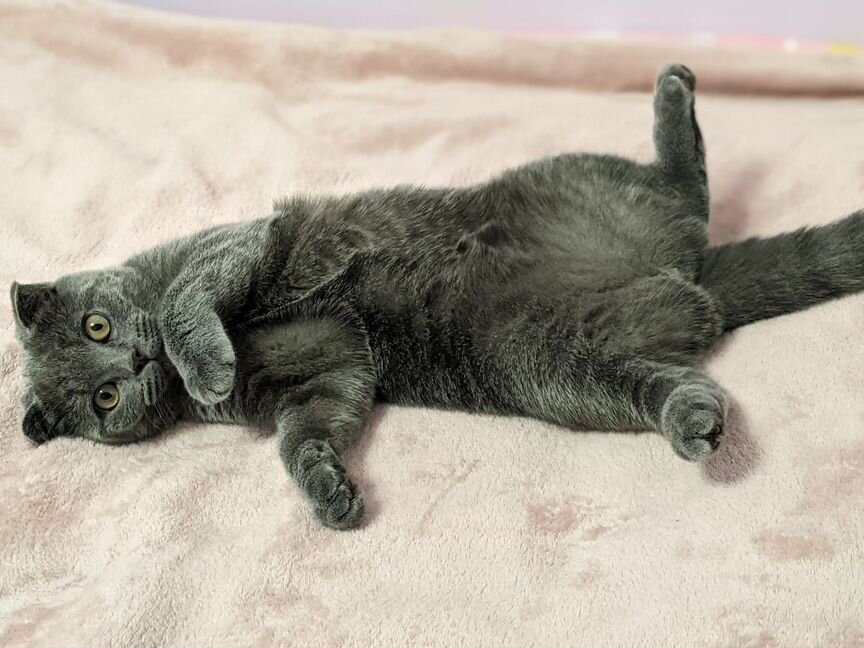 Отдам кошку Шотландская вислоухая