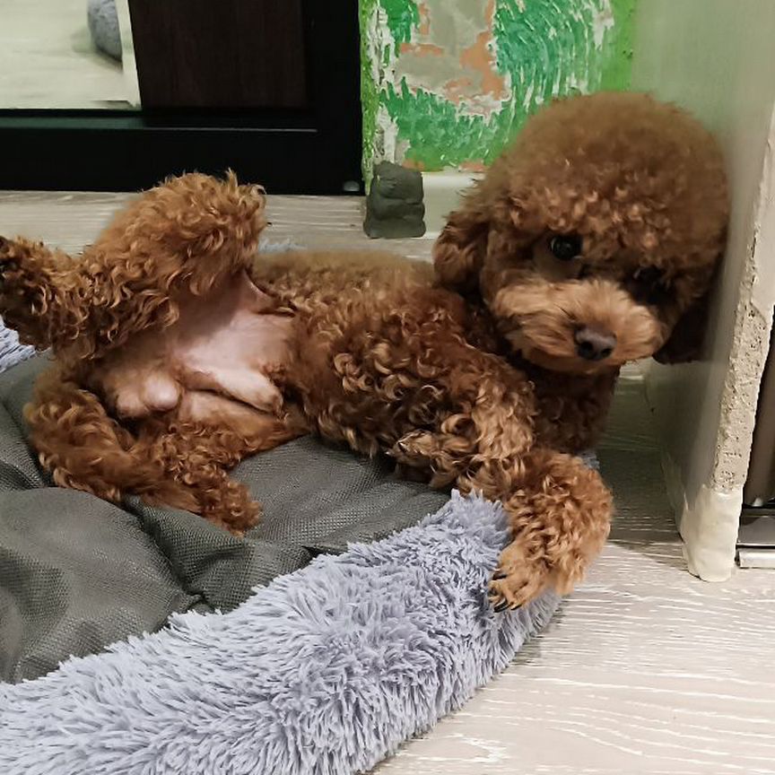 Вязка Той-пудель