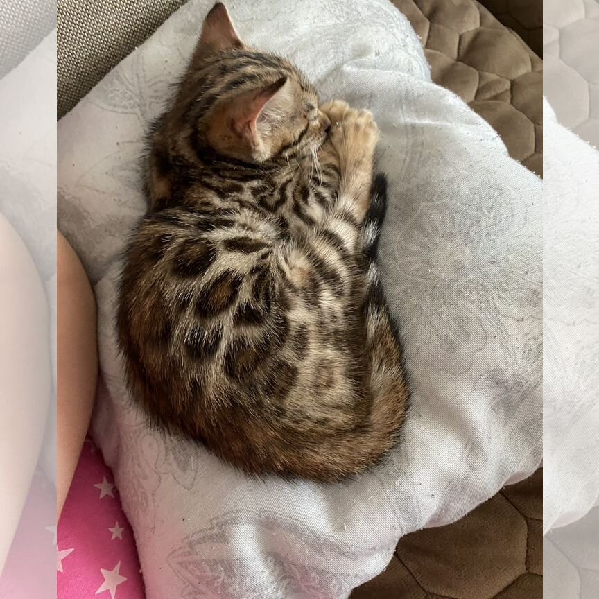 Бенгальская кошка