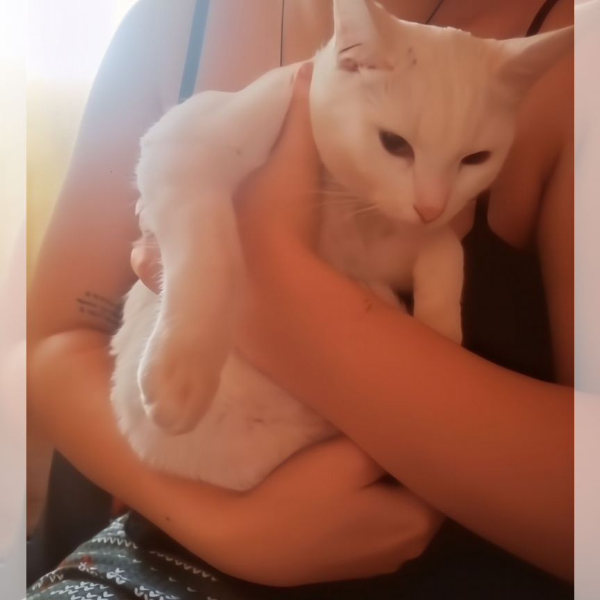 Взрослая, Девочка кошка в добрые руки