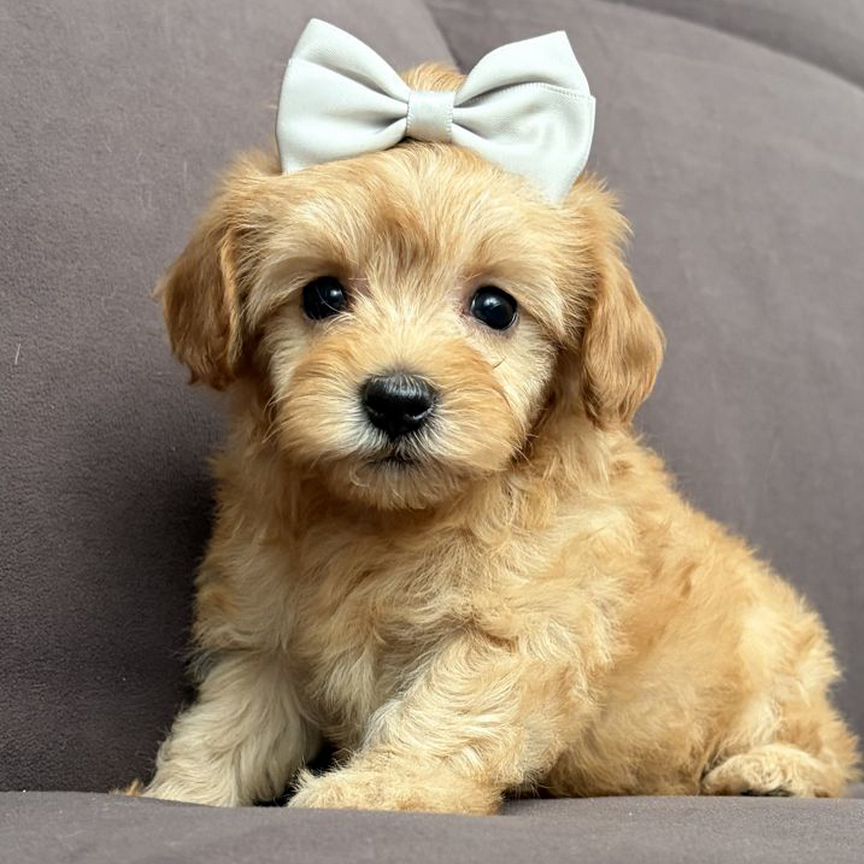 Мальтипу, щенок