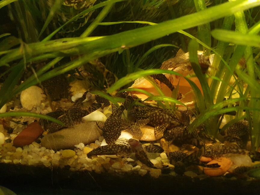 Продаю подросших сомиков анцитрусов