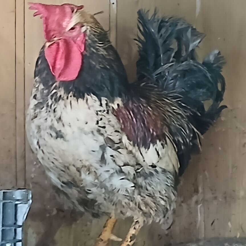 Продам петухов