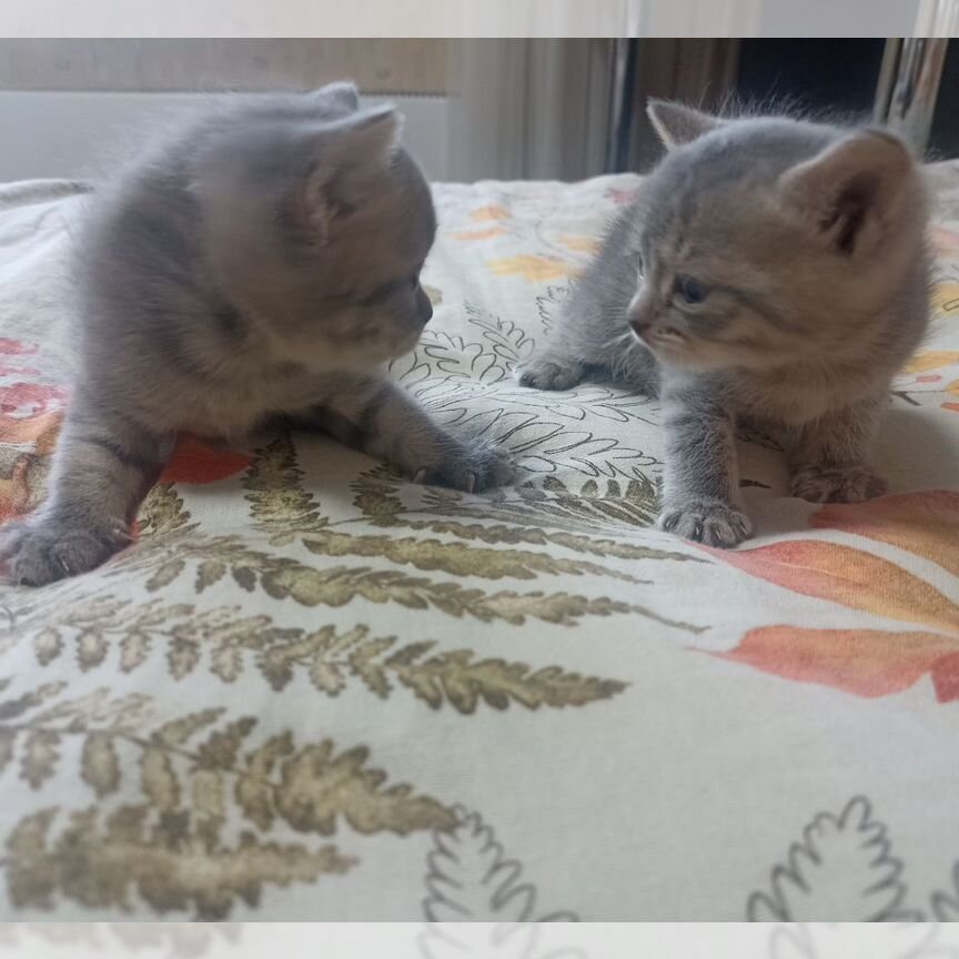 Британский короткошёрстный котёнок