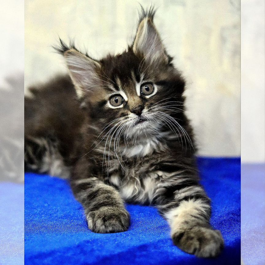 Мейн-кун котёнок