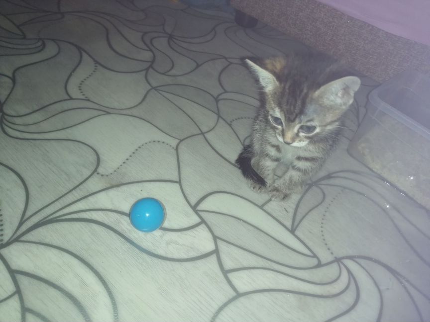 Кошечка - девочка