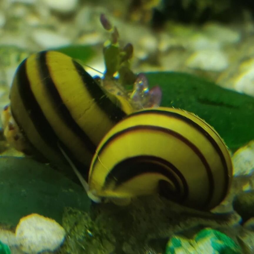 Улитка Пикси (эльф)