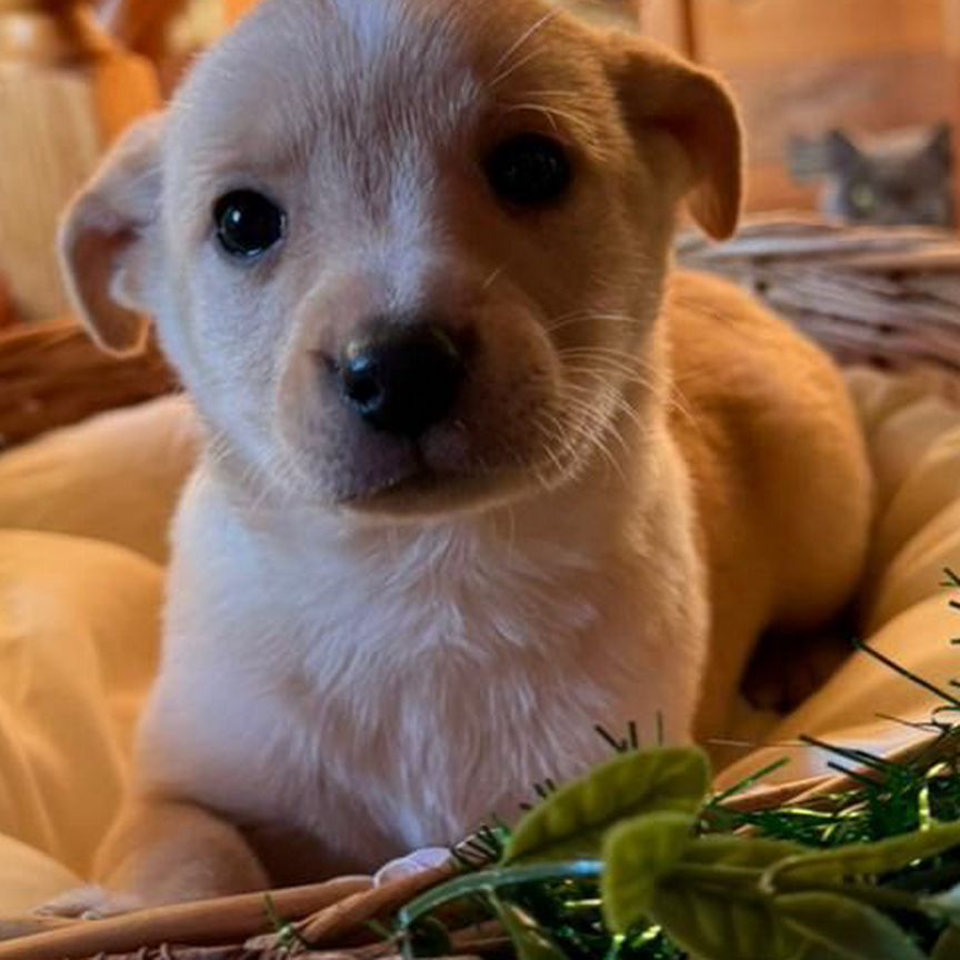 Маленькая собака в добрые руки