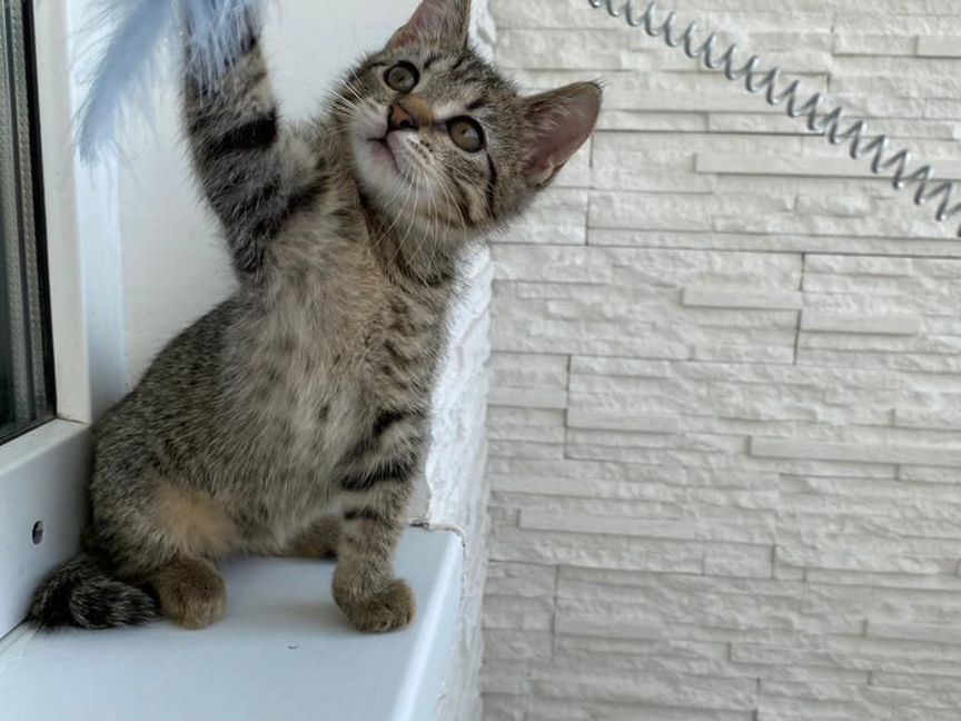 Котенок девочка в добрые руки