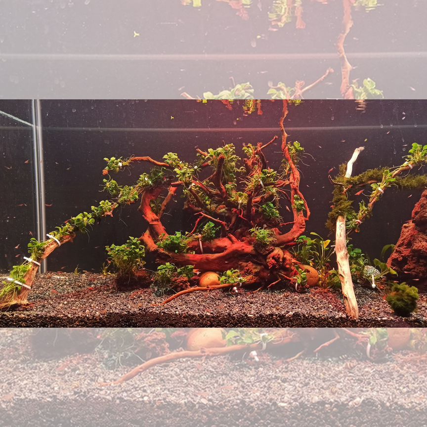 Анубиас нана петит