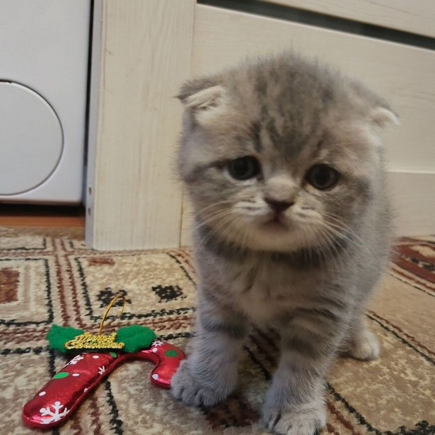 Шотландская вислоухая