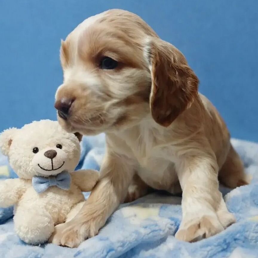 Русский охотничий спаниель, щенок