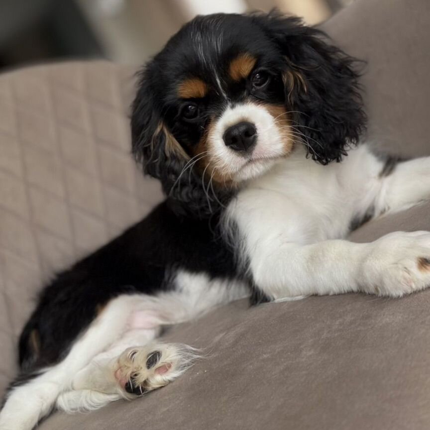 Кавалер кинг-чарльз-спаниель, щенок