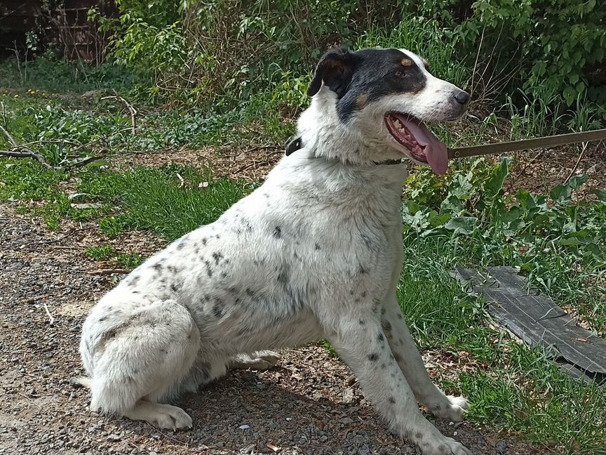 Само спокойствие