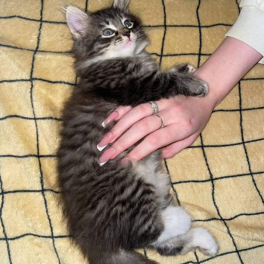 Котенок в добрые руки
