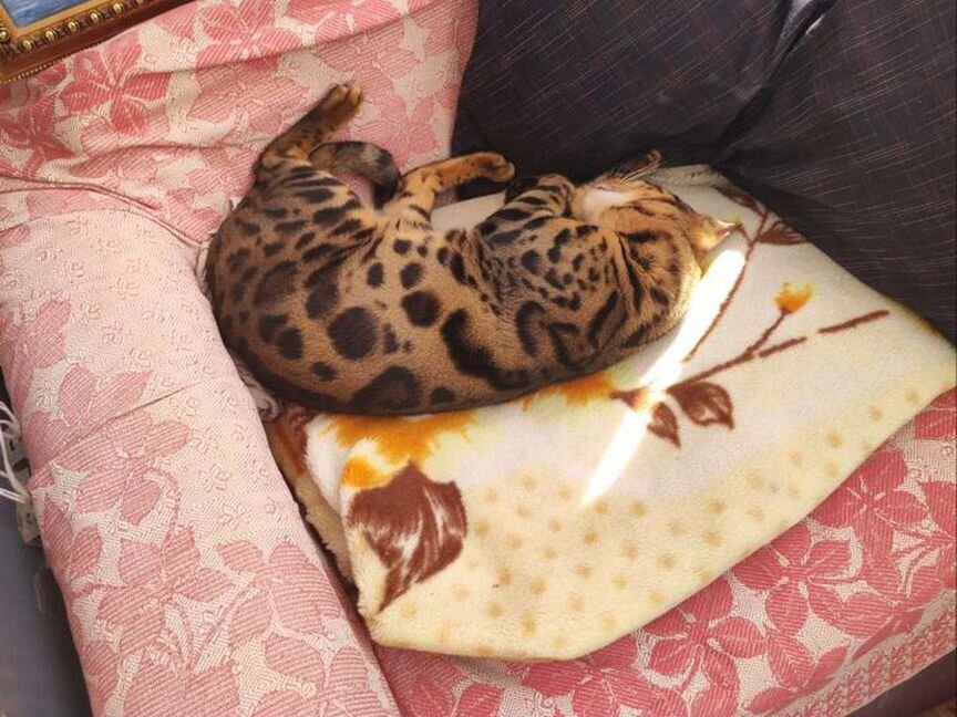 Продам бенгальского кота