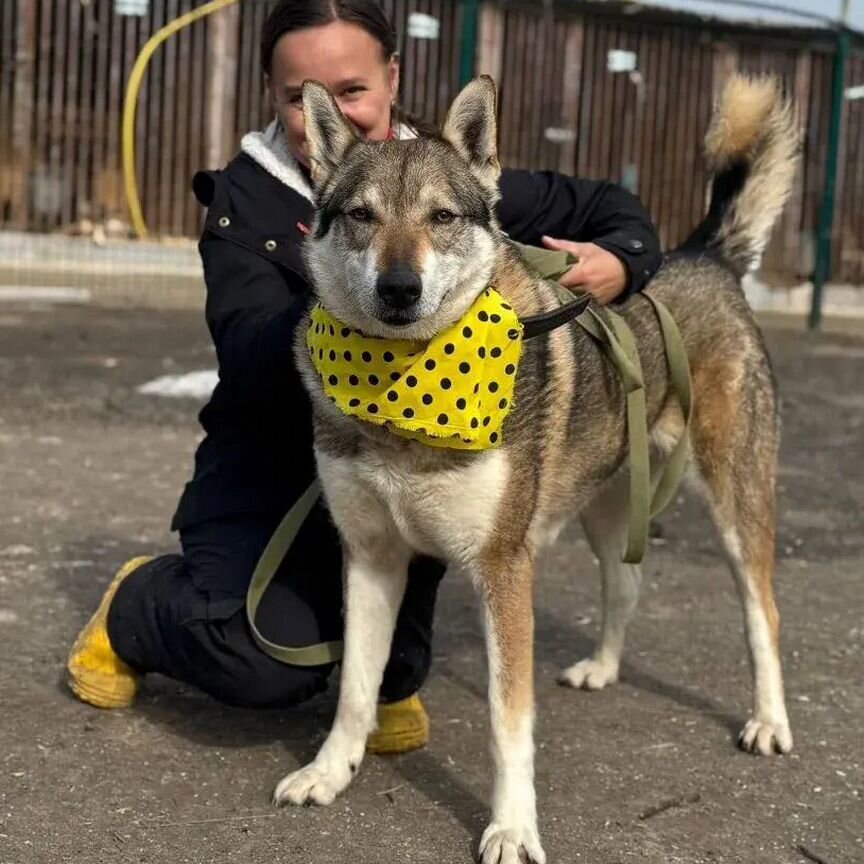 Взрослая собака в добрые руки
