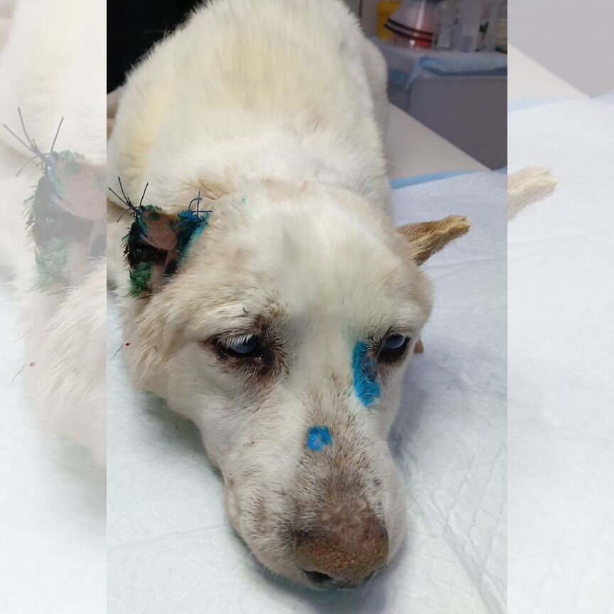 Ромик. До и после