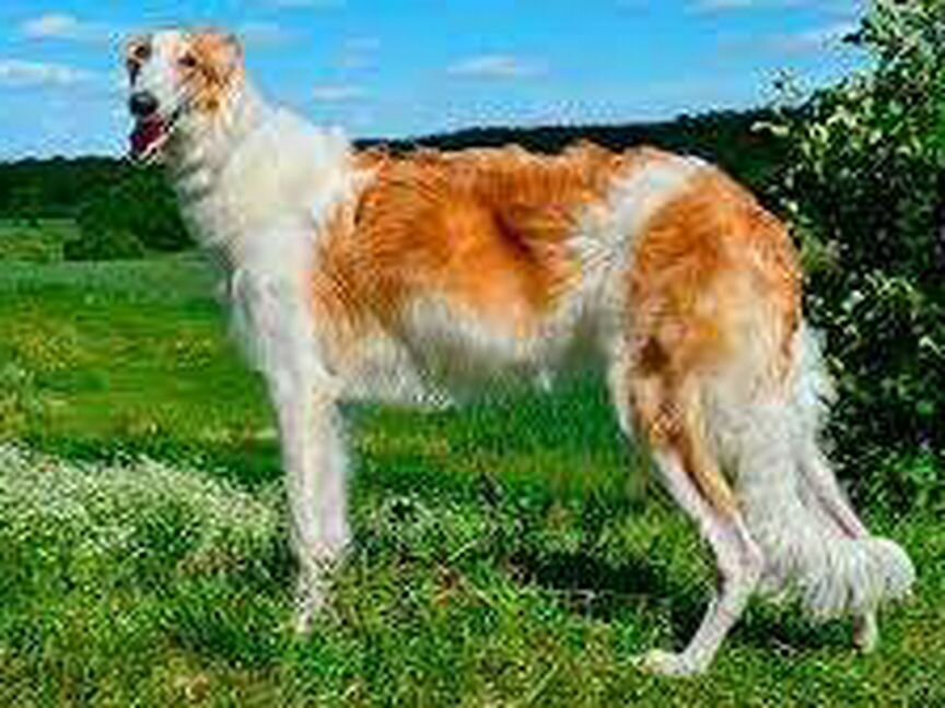 Продам кобеля порода Русский псовый борзой 1.3г