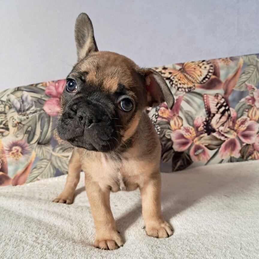 Французский бульдог