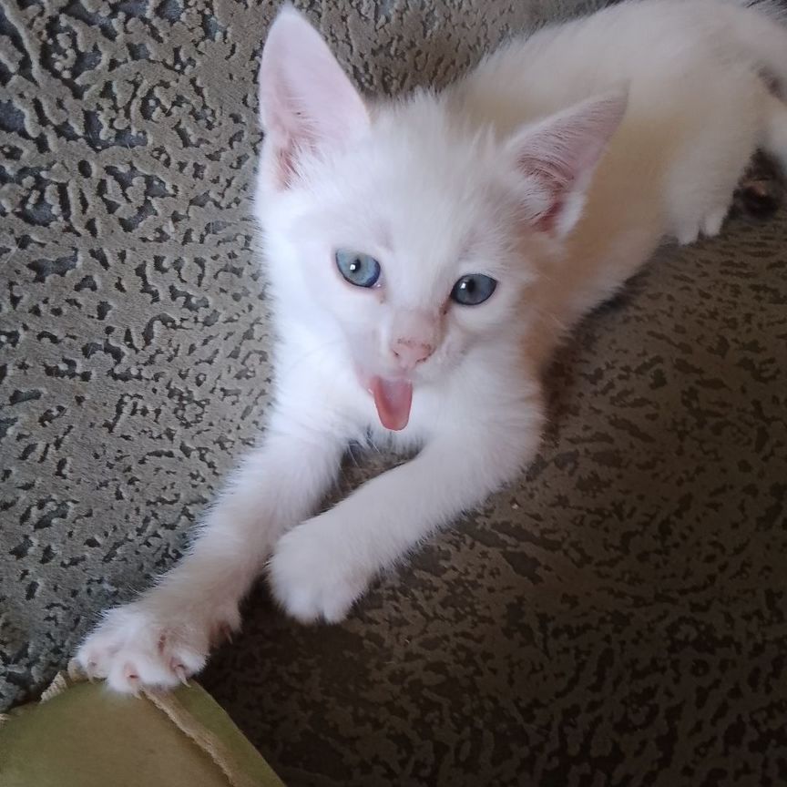Белый котенок мальчик