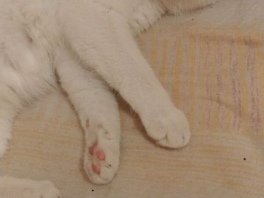 Кошка добрые руки породистая