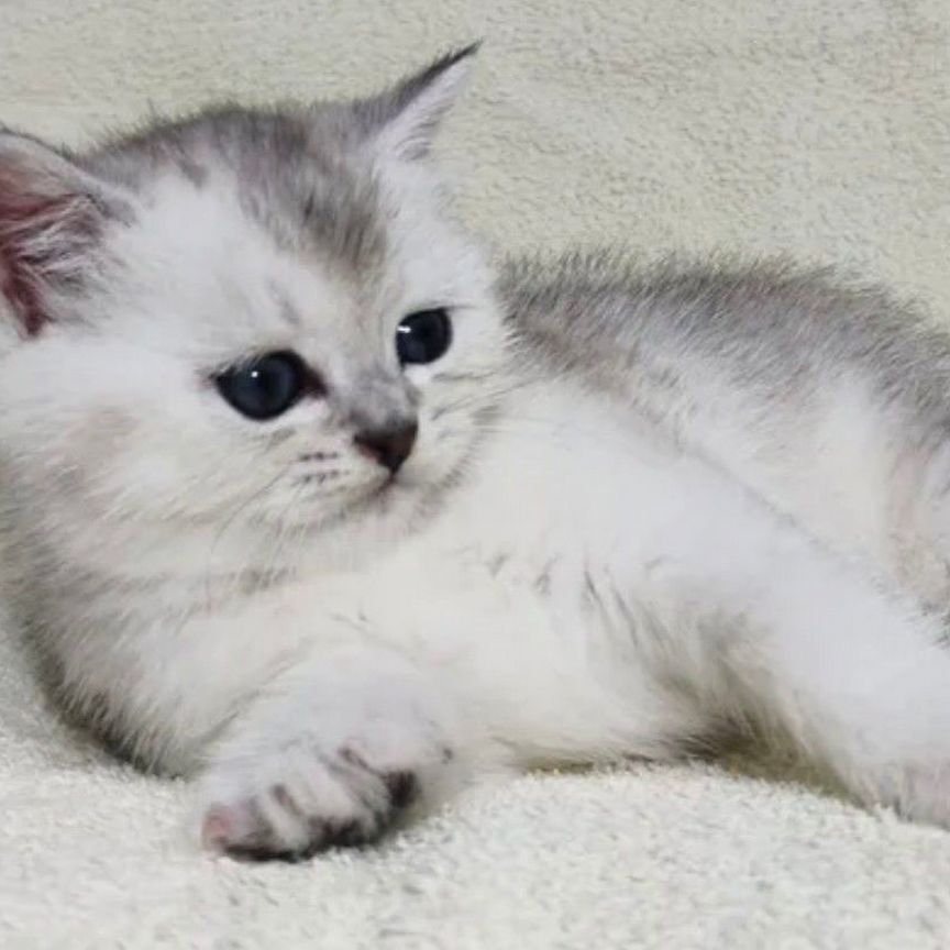 Котята