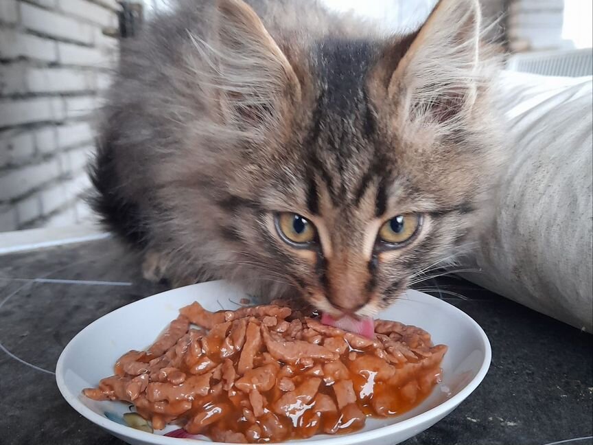 Котята уличные в добрые руки