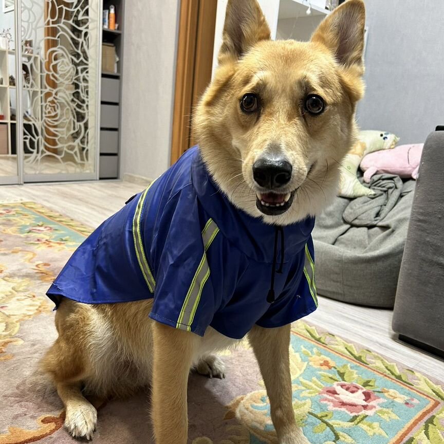 Накидка для собаки