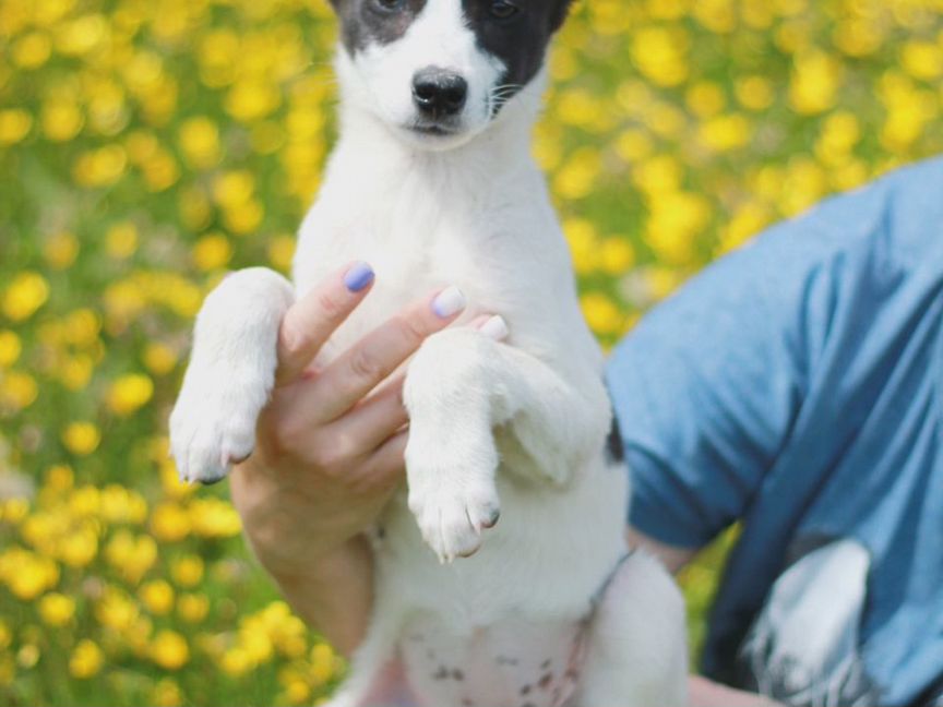 Щенулька в добрые руки