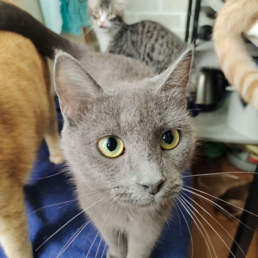Кошечка в добрые ручки