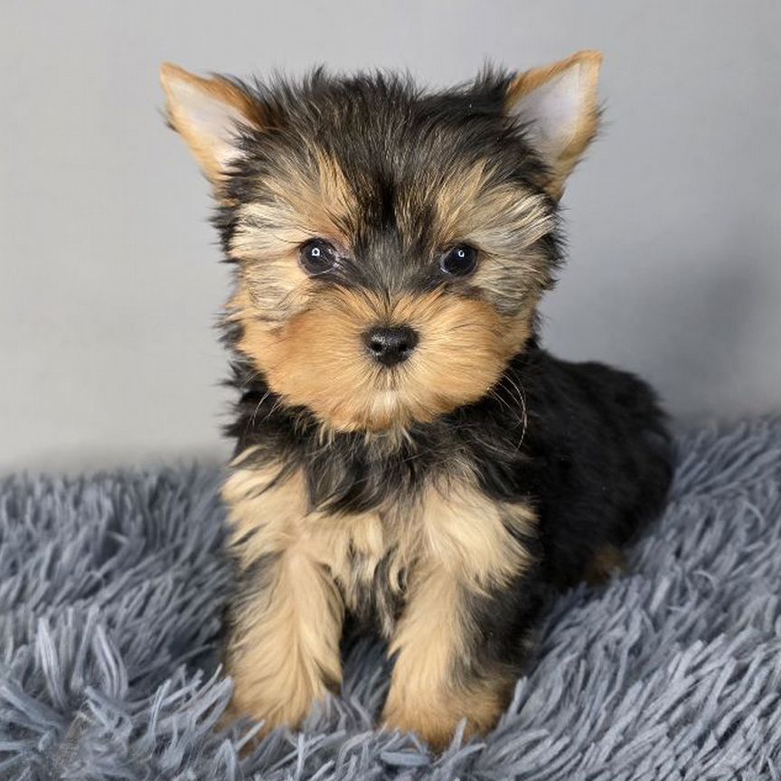 Йоркширский терьер, щенок