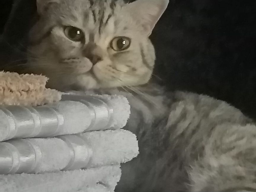 Шотландский кот на вязку