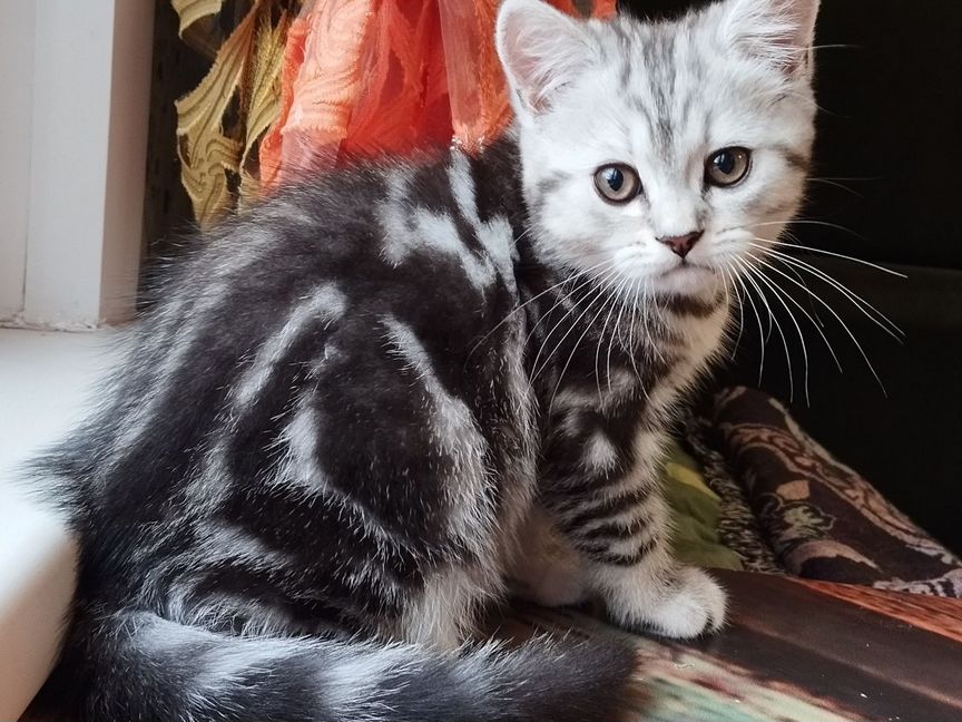 Шотландская кошечка