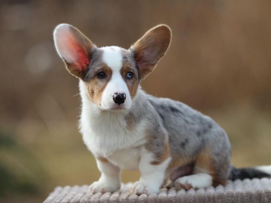 Щенки с документами