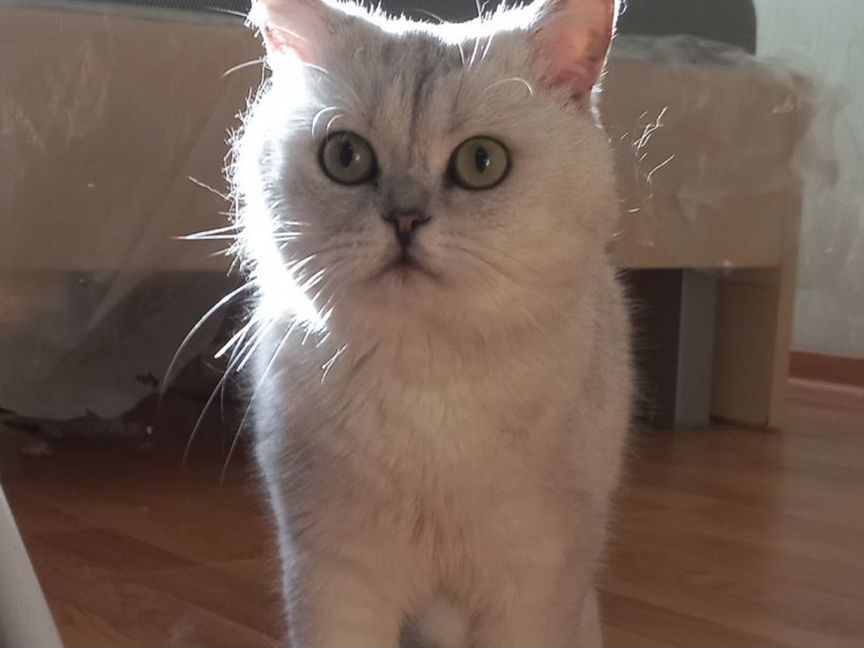 Шотландский котик с документами