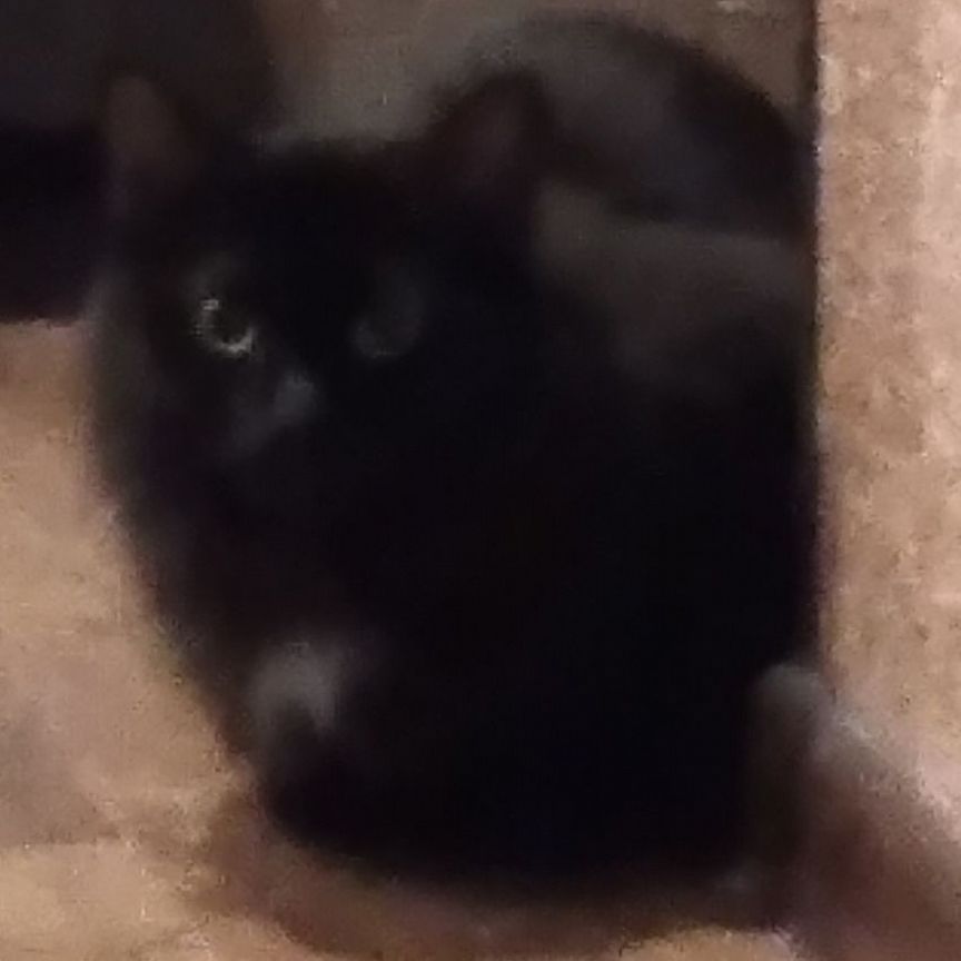 Взрослая, кошка в добрые руки