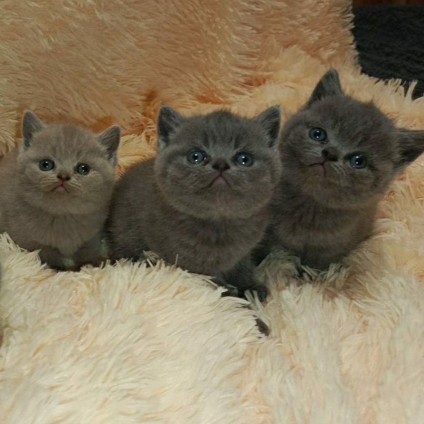 Британские котята