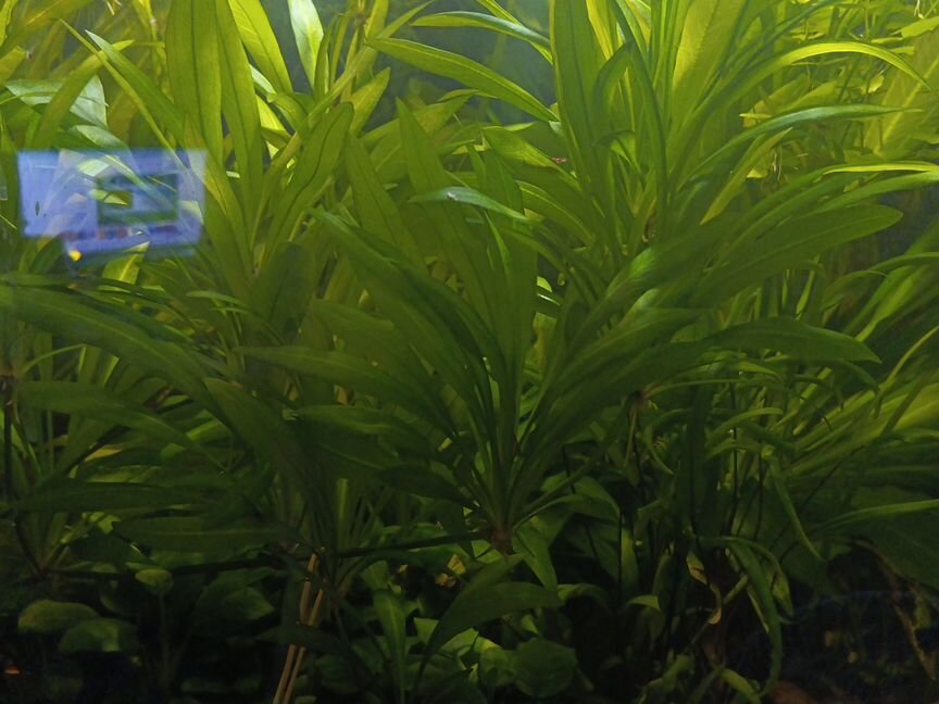 Аквариумные рыбки и растения