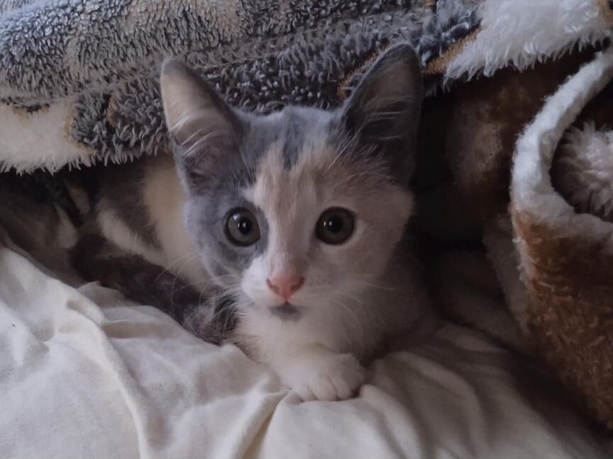 Котенок