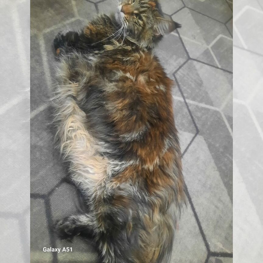 Мейн-кун котёнок