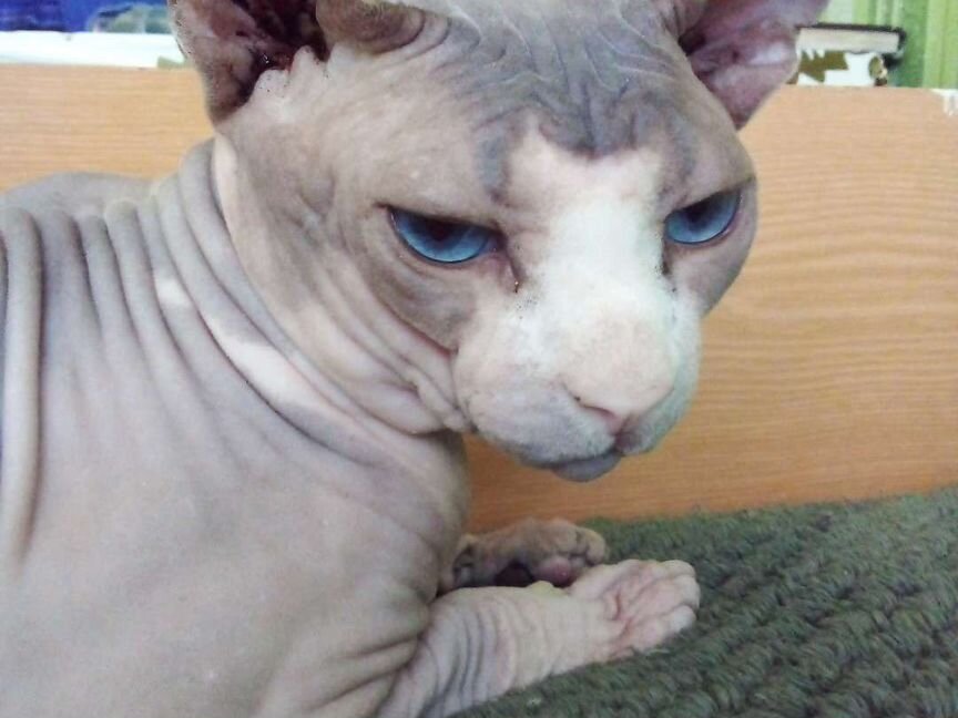 Канадский сфинкс вязка