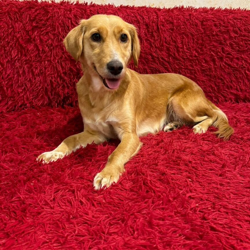 Собака в добрые руки