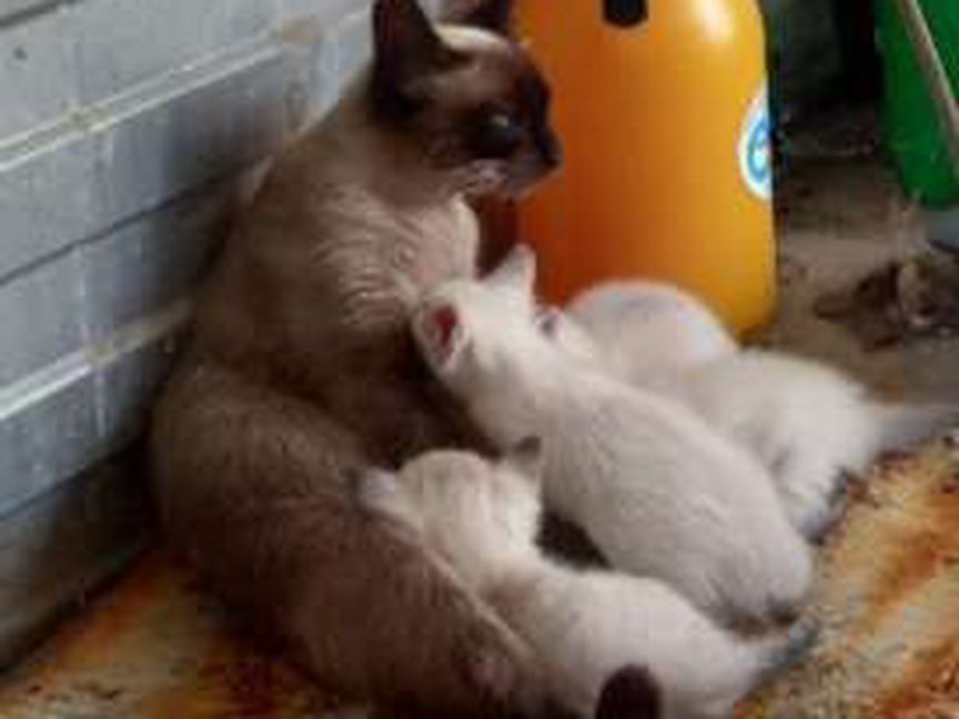 Котик в дар бесплатно тайский