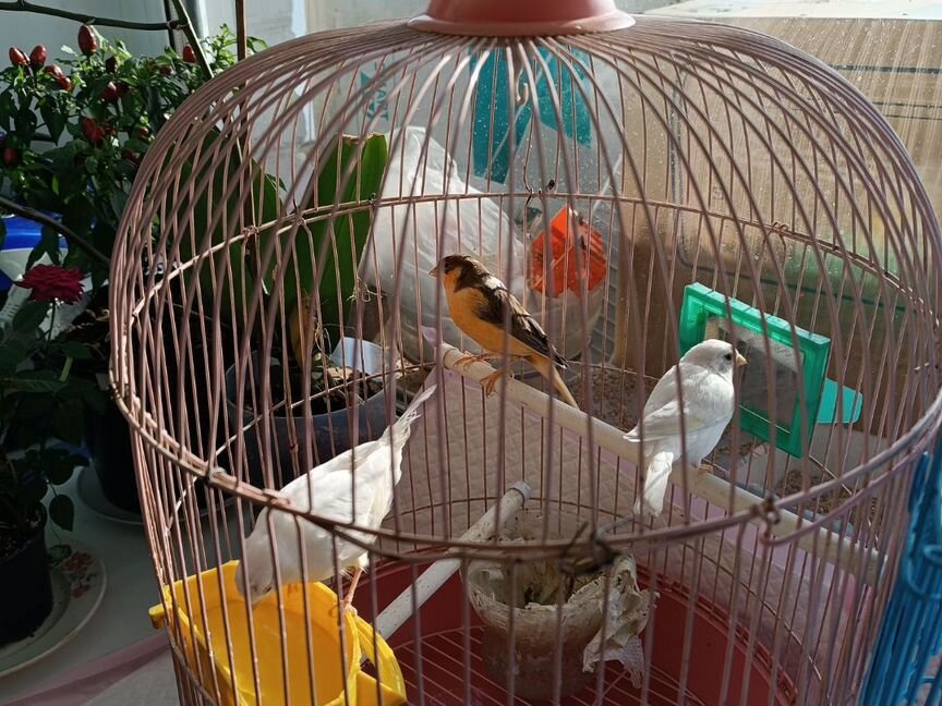 Кенар и канарейки