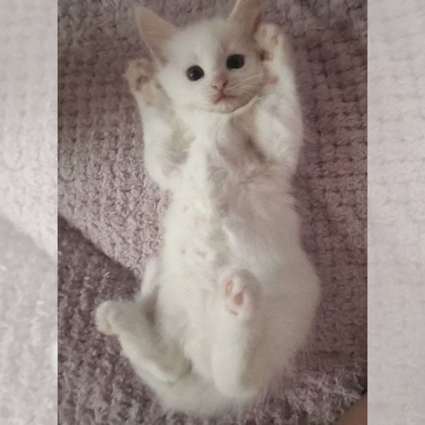 Котята рэгдолл (метис)
